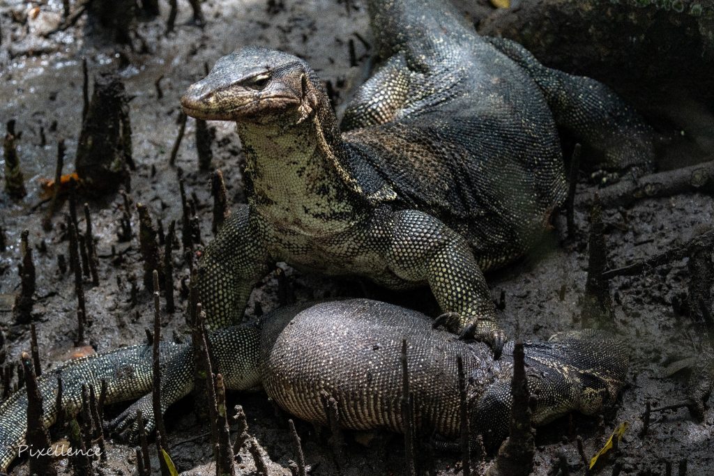 Monitor lizard eats one of its own kind in Sungei Buloh, prey likely ...