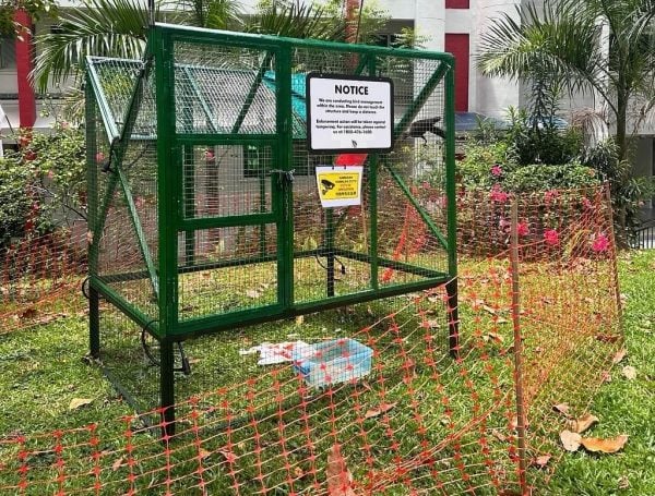 Man allegedly tampers with NParks crow trap in Toa Payoh, to be charged ...