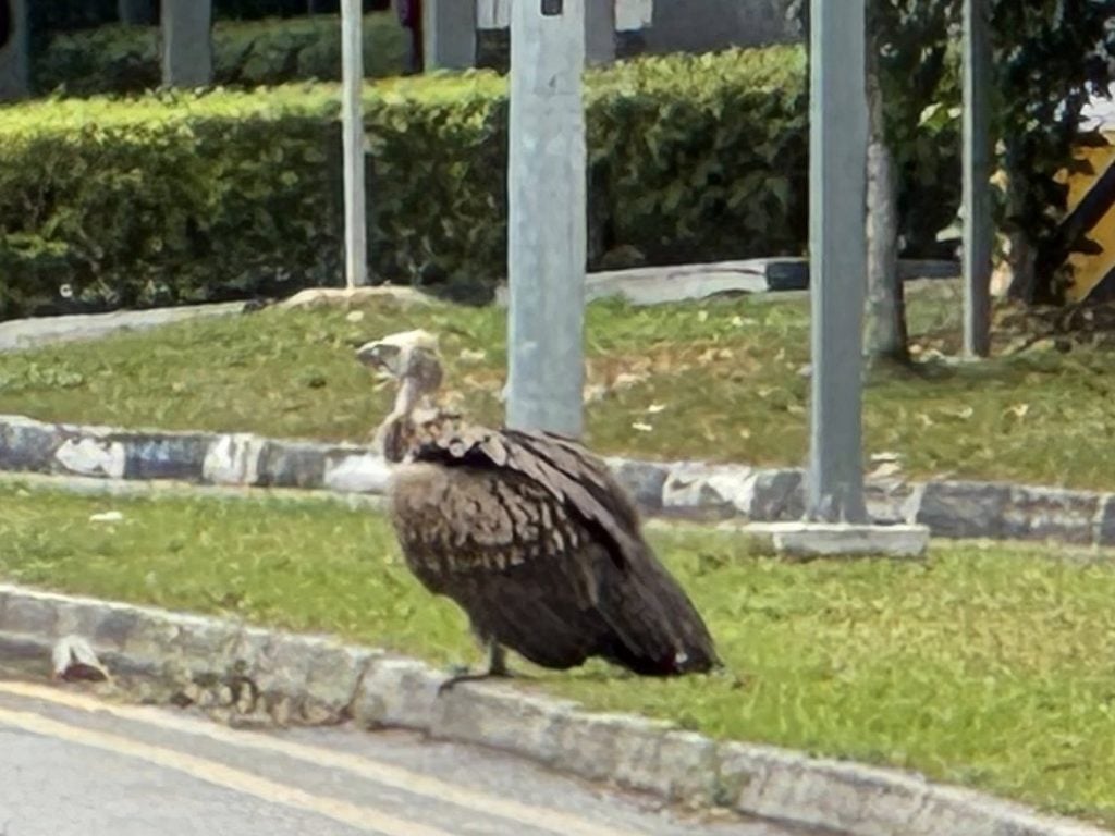 Rare Himalayan vulture seen on ECP rescued by ACRES, to be ...