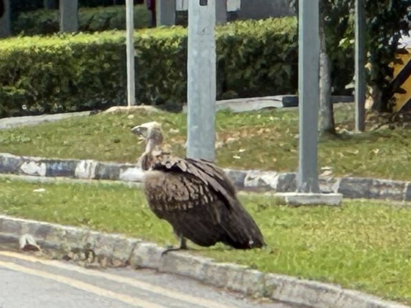 Rare Himalayan vulture seen on ECP rescued by ACRES, to be ...