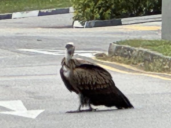 Rare Himalayan vulture seen on ECP rescued by ACRES, to be ...