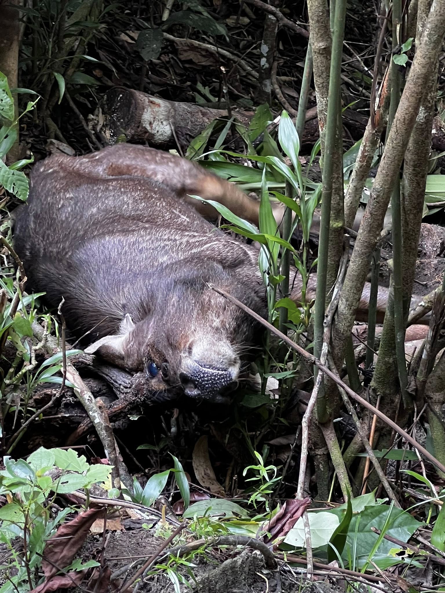 Rare Sambar Deer succumbs to injuries from traffic accident near ...