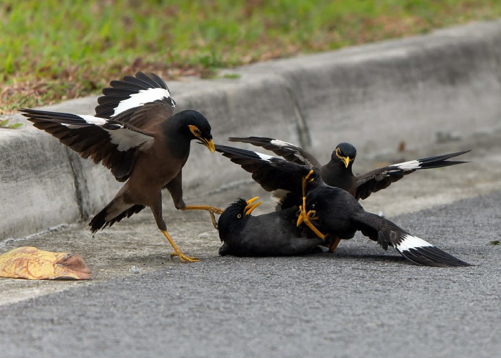 Common mynas & Javan mynas fight over territory at Marina Grove roadside