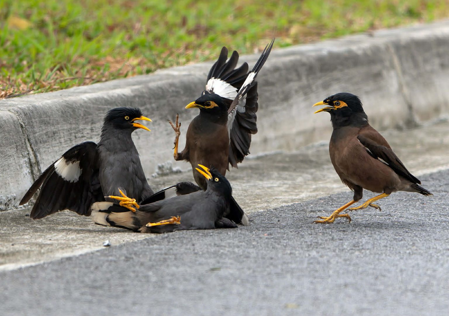 Common mynas & Javan mynas fight over territory at Marina Grove roadside