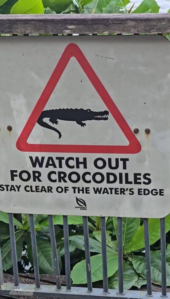 'Watch out for crocodiles': Large saltwater croc spotted on Sungei ...