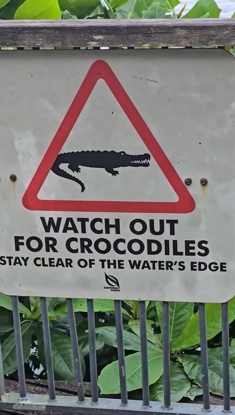 'Watch out for crocodiles': Large saltwater croc spotted on Sungei ...