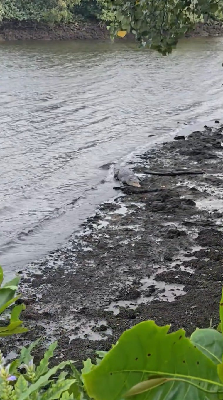 'Watch out for crocodiles': Large saltwater croc spotted on Sungei ...