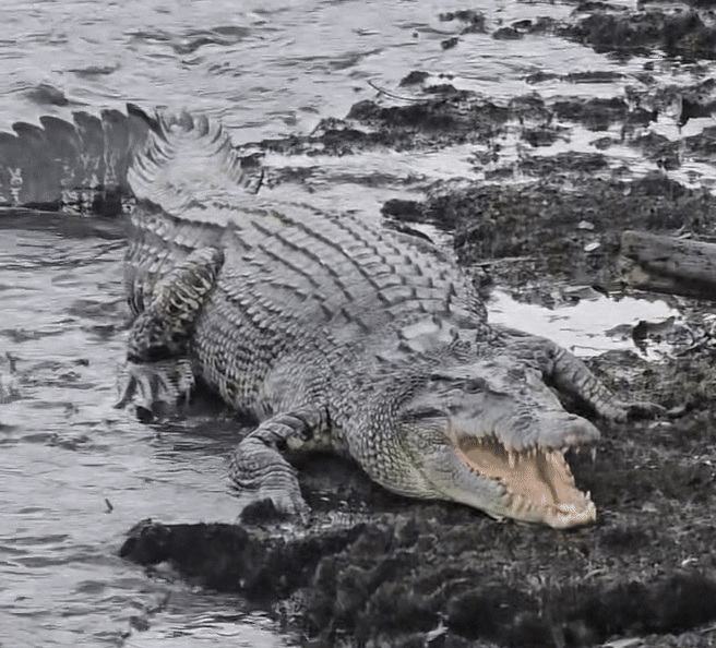 'Watch out for crocodiles': Large saltwater croc spotted on Sungei ...