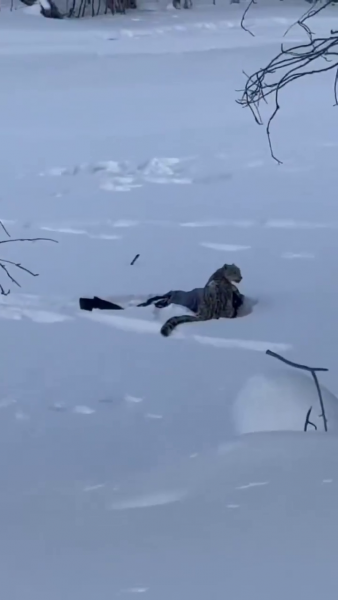 Woman in China mauled by snow leopard after allegedly approaching it ...