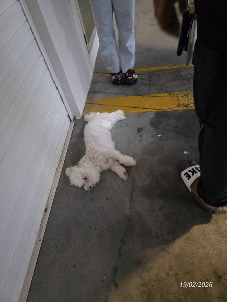 Dog dies after suspected fall from Choa Chu Kang HDB block, NParks ...