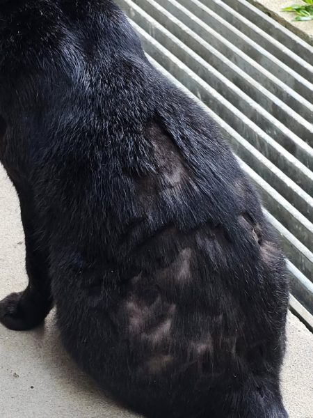 Man snips fur off community cat in Everton Park, leaves bald patches on ...
