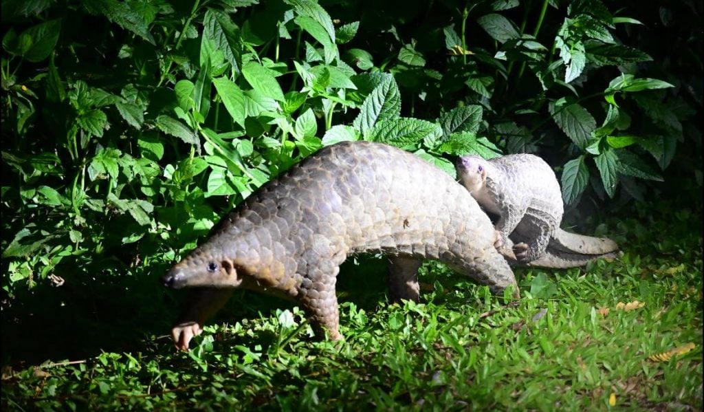 Young pangolin spotted riding on mother's tail in S'pore, passes just ...