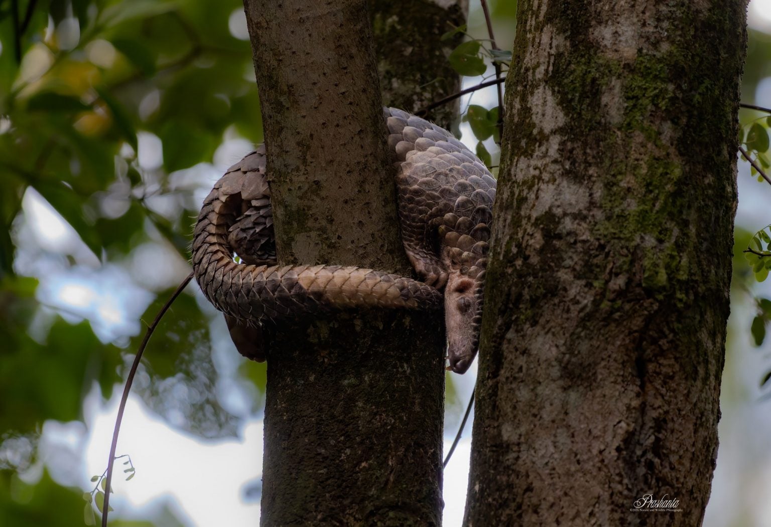 Young pangolin spotted riding on mother's tail in S'pore, passes just ...