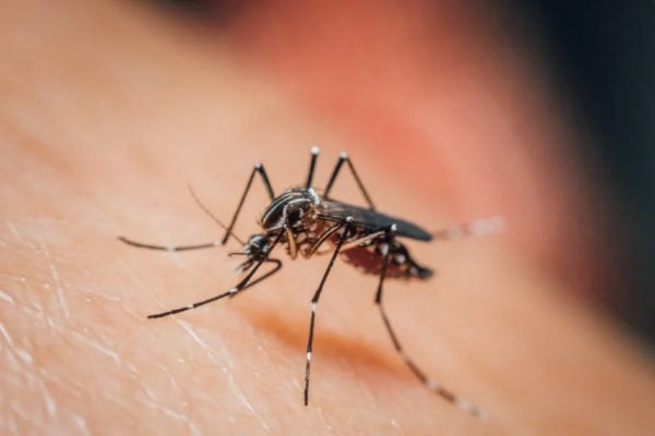 NEA reports 66% decrease in dengue cases from 2025 due to Project ...